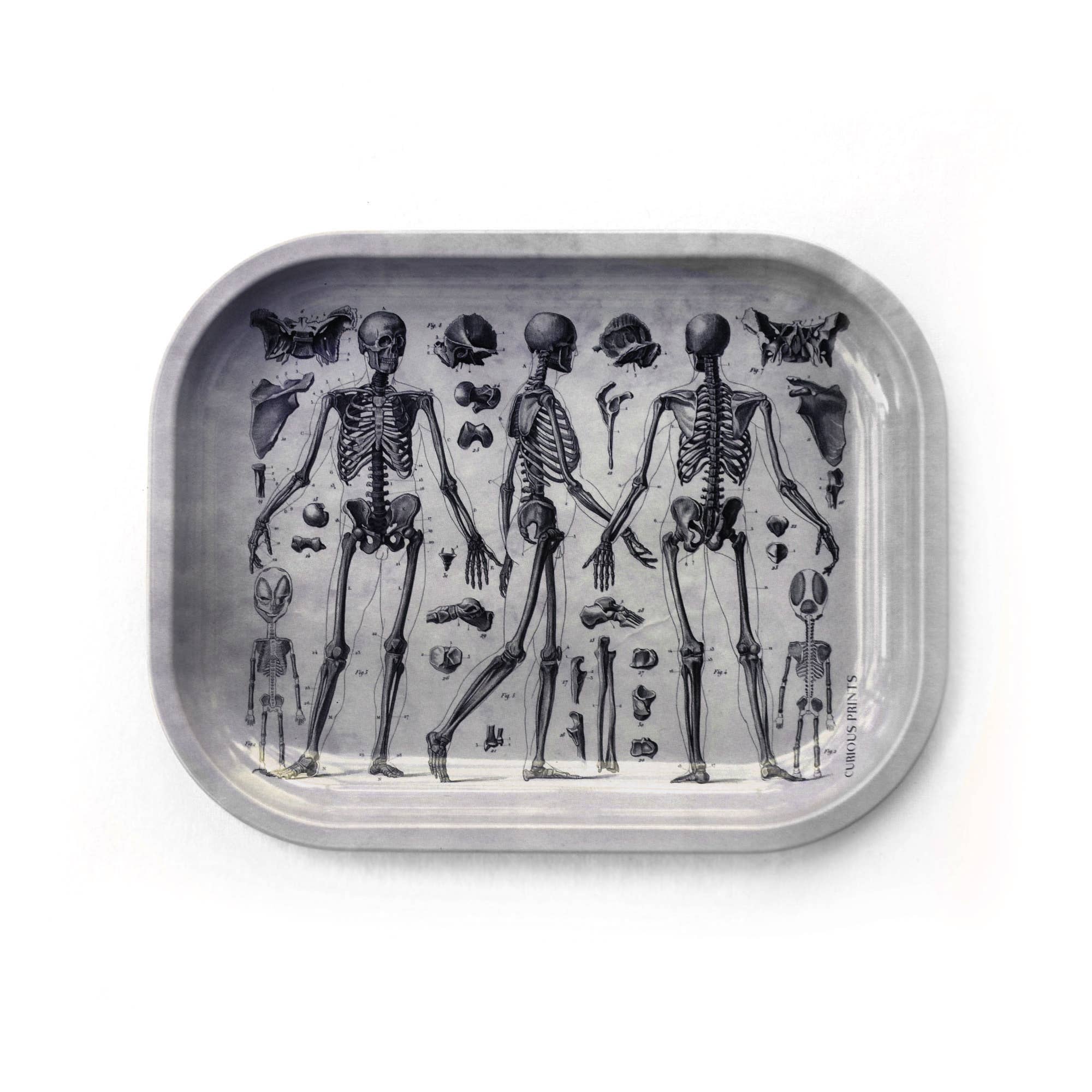 Small Metal Skeleton Diagram Trinket Tray / Vintage Anatomy – MST Goods